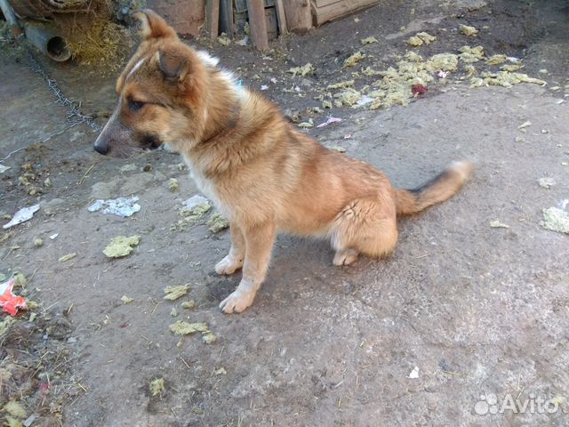 Щенок мальчик дворняга