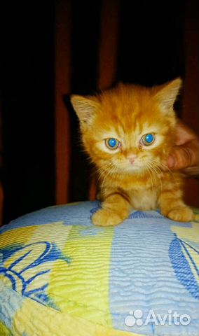 Милые котята скотиш-страйт