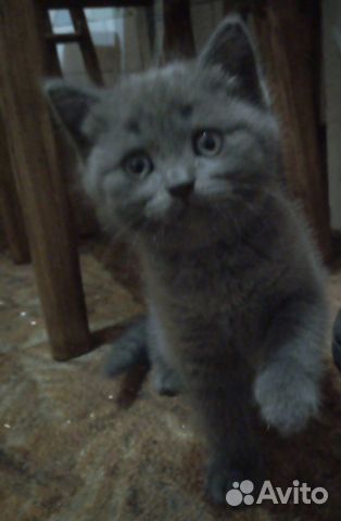 Мальчик скотиш страйт