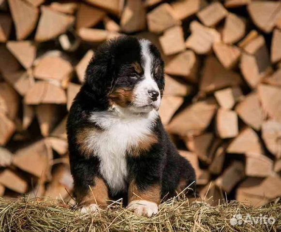 Бернский зенненхунд