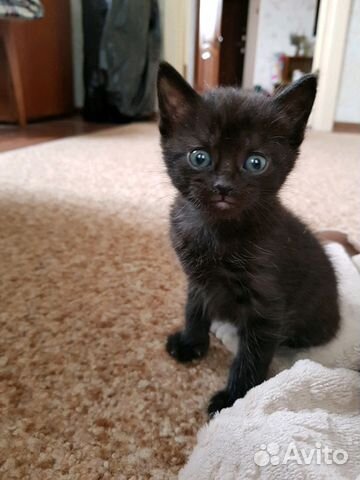 Котенок