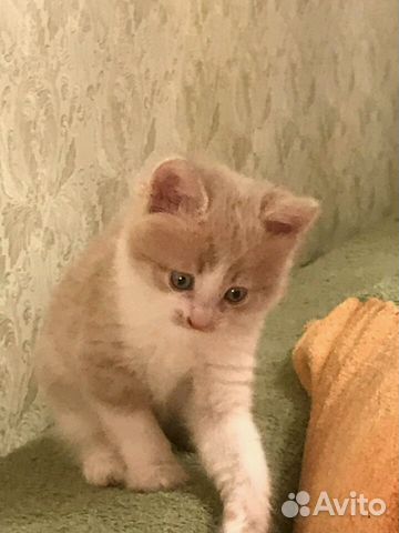 Счастливые котятки