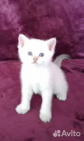 Котята - британцы, кот - британец на вязку