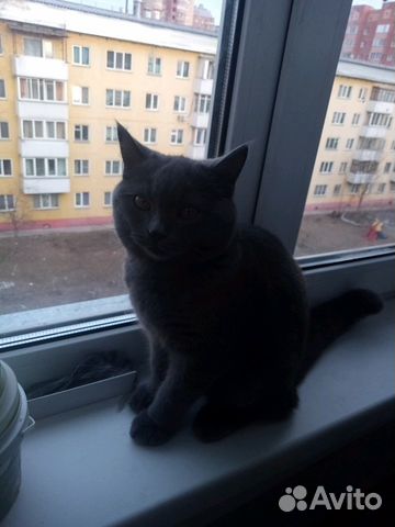 Британский котик