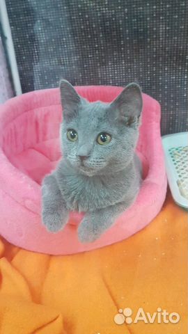 Русская голубая 4 мес.метиска