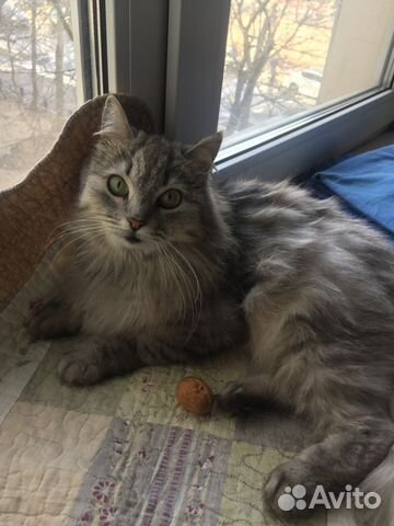 Шикарная кошка в дар