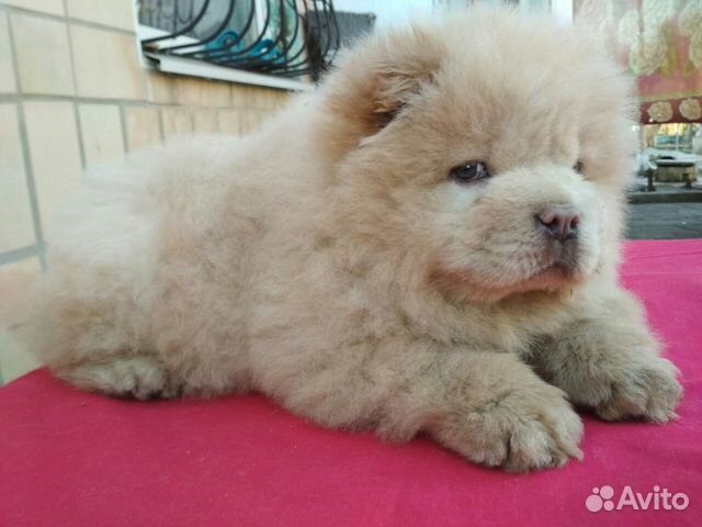 Кремовый мишка