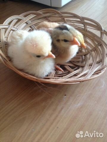 Цыплята карликовых курочек