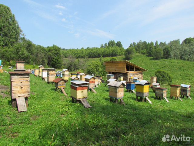 Пчёлы с ульями