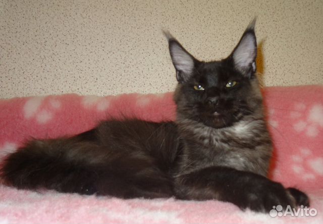 Йотунхейм котенок мейн кун