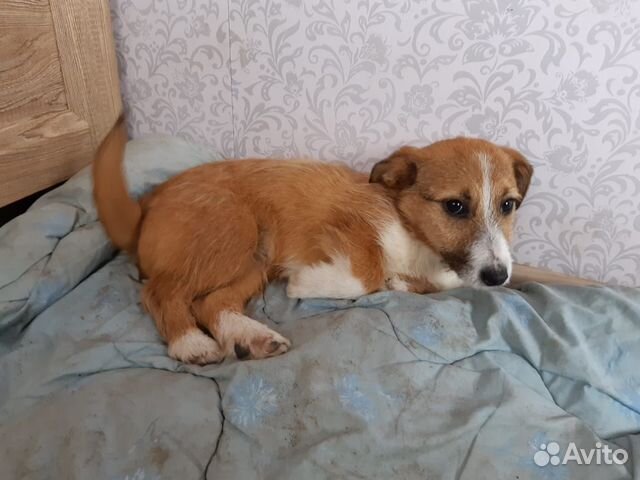 Ищет дом щенок мелкой собачки Полли