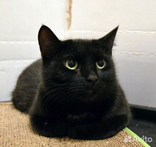 Отдаю шикарную кошку-пантеру 2 года