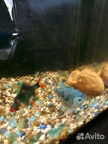 Гурами и барбус
