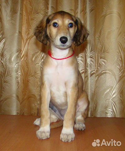 Салюки борзая