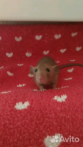 Крыса.крысята