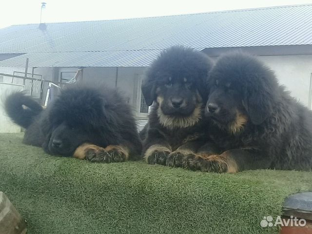 Детки Тибетского мастифа