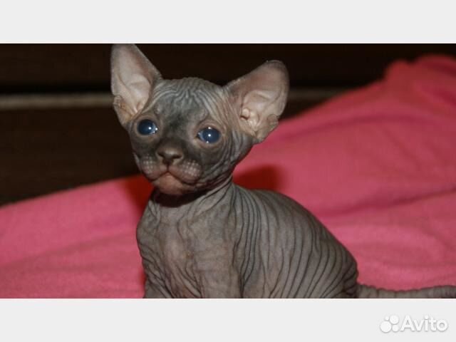 Канадского сфинкса котята