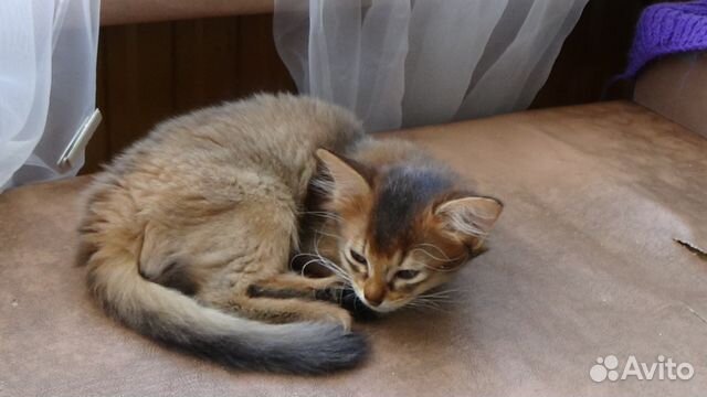 Котята, сомалийки девочки