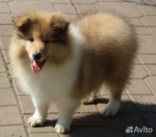 Щенки колли