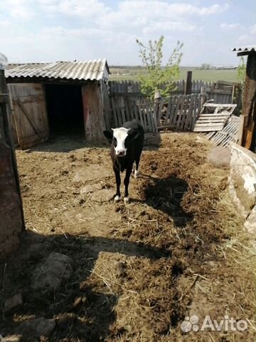 Бычок и тёлка