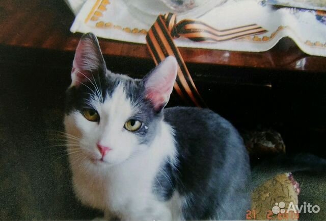 Котята в дар