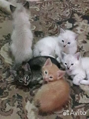 Отдам котят, девочек в добрые руки