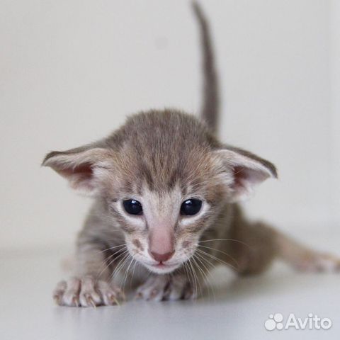Ориентальный котик