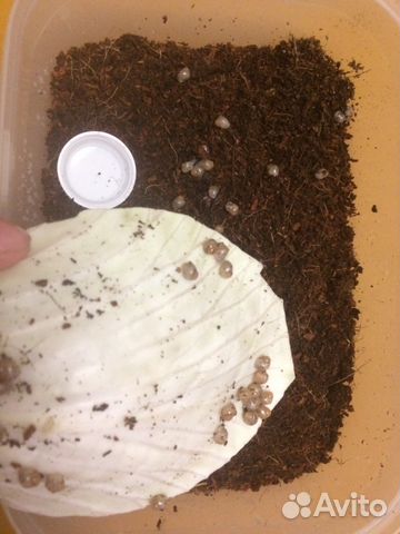 Отдам бесплатно улиток ахотинок