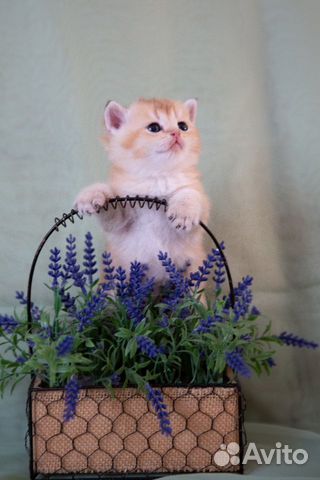 Золотые малыши