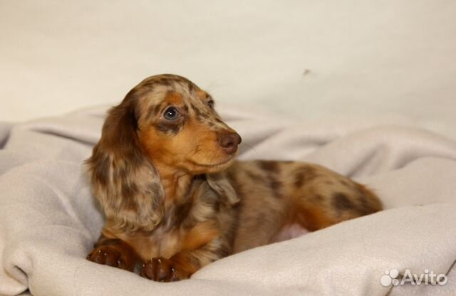 Варенька шоколадно-мраморная девочка кролик