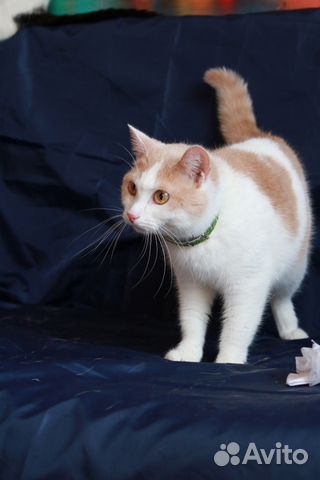 Интеллигентная отзывчивая ласковая кошечка