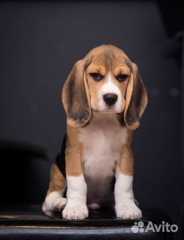 Красивые чистокровные биглята