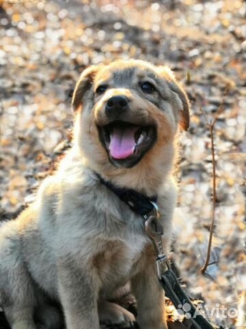 Плюшевый щенок Челси в хорошие руки