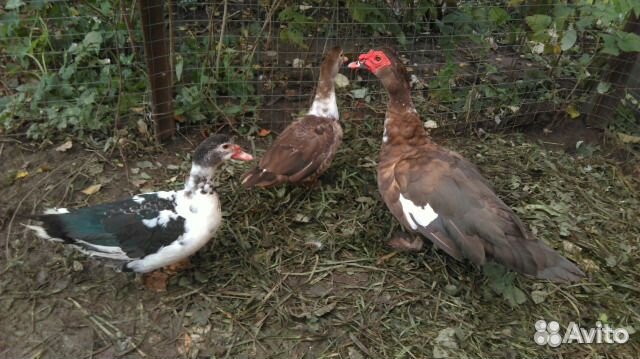 Молодой индоутак на племя