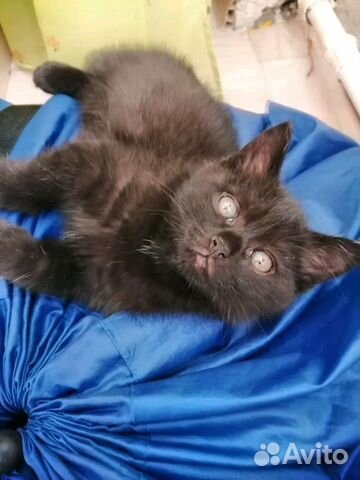 Британский котенок бесплатно