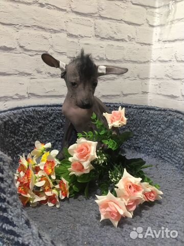Китайская хохлатая собака