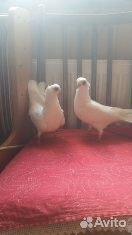 Орловские турманы и грачи