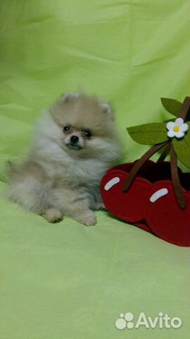 Нано-померано