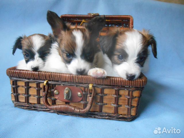 Перспективные рыжики с родословной