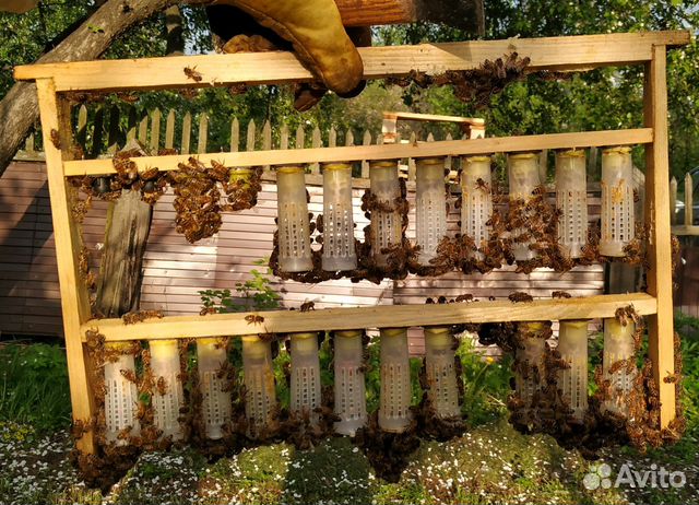 Пчелиные матки Бакфаст из Подмосковья