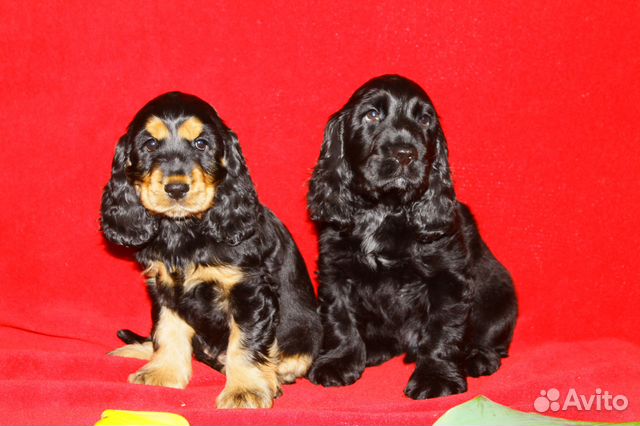 Щенки английского кокер спаниеля