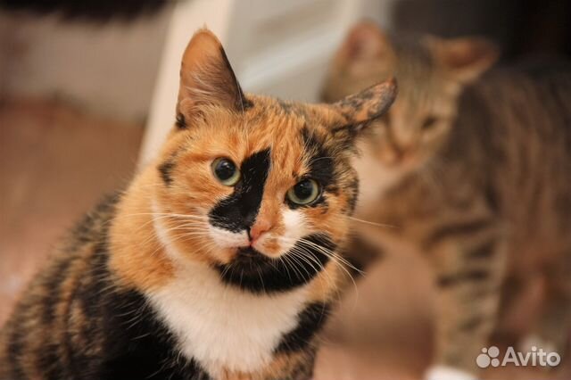 Для истинных ценителей кошек