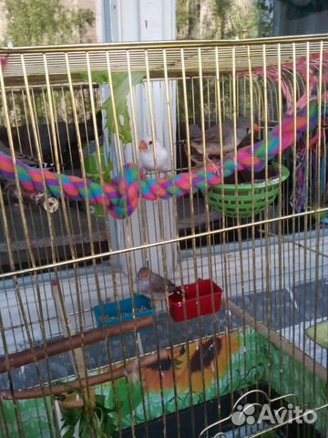 Зебровые амадины