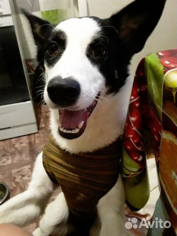 Шикарную Лолу в дар