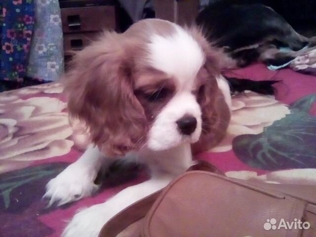 Щенок кавалер кинг чарльз спаниеля