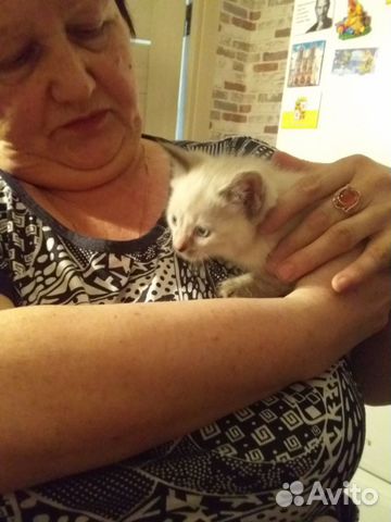 Отдам котенка