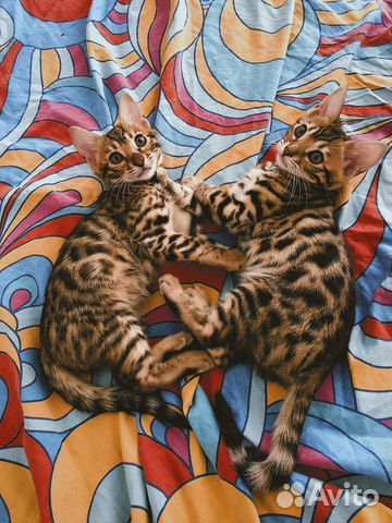 Бенгальская кошечка 2.5мес
