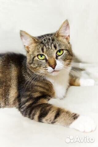 В добрые руки