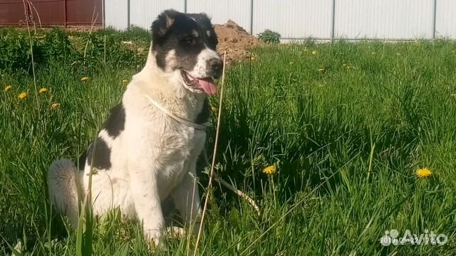 Подрощенные щенки среднеазиатской овчарки