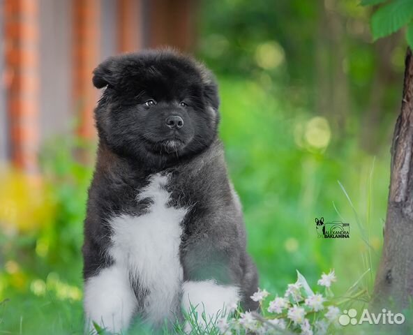 Чёрная длинношерстная американочка